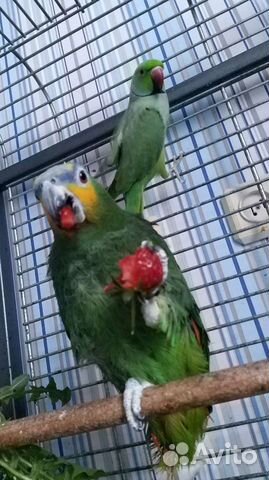 Попугай Амазон