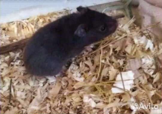 Ангорский хомяк