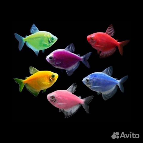 Продаётся рыбка тернеция глоуфиш
