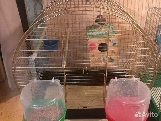 Птицы с клеткой