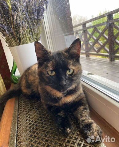 Кошки в добрые руки бесплатно