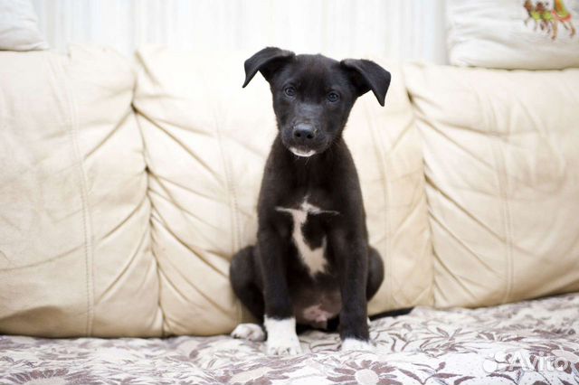 Щенок ищет дом