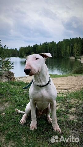 Продаём Бультерьера 1 год