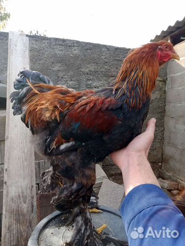 Петух Брама куропатчатая