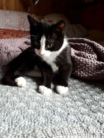 Котик Тёма ищет родителей