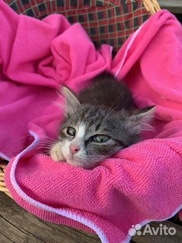 Кроха Глашенька ищет дом, в добрые руки