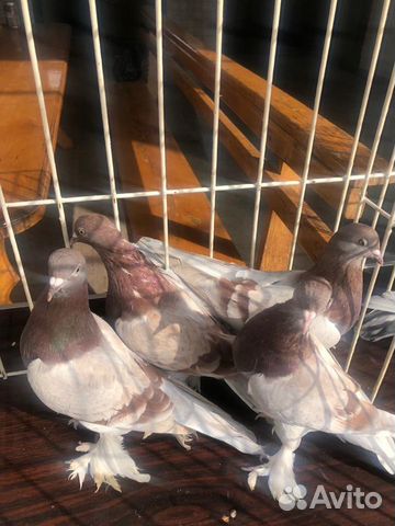 Продам турецкую таклу