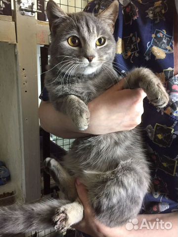 Кот