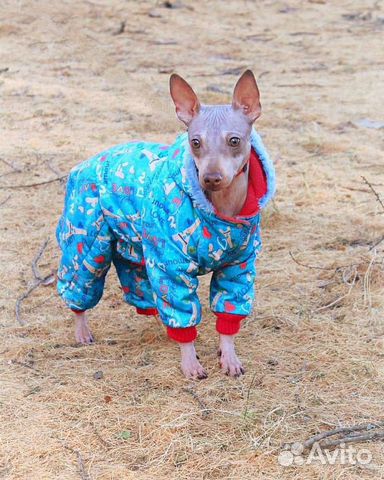 Очень верный друг