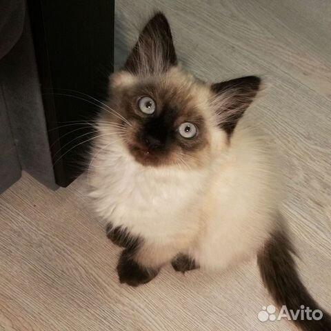 Голубоглазый пушистый котик