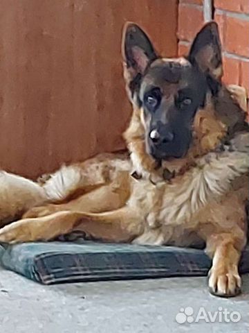 Немецкая овчарка (кабель) для вязки