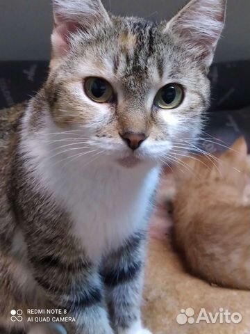 Кошка 1,5 года, трехцветная