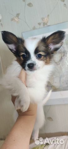 Мальчик папийон