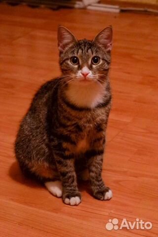 Коты полосатики ищут заботливых хозяев