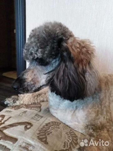 Собака пудель в добрые руки (бесплатно)