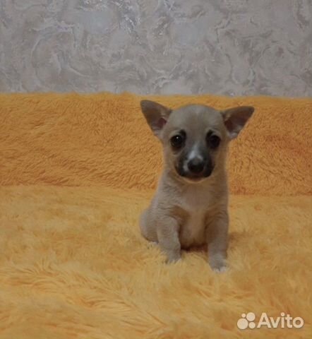 Патрик ищет дом