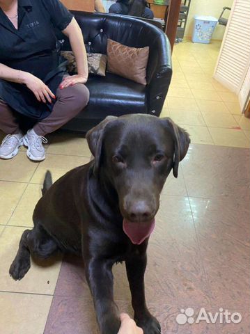 Лабрадор потеряшка