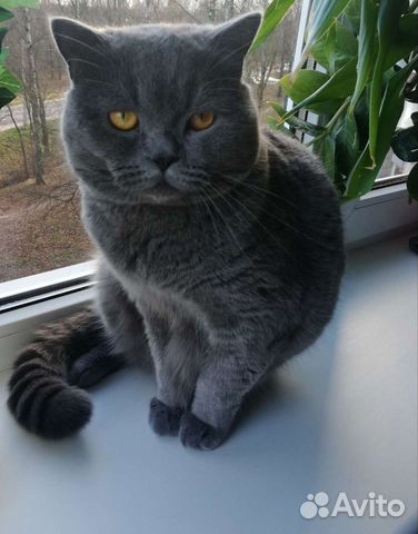Британский кот вязка