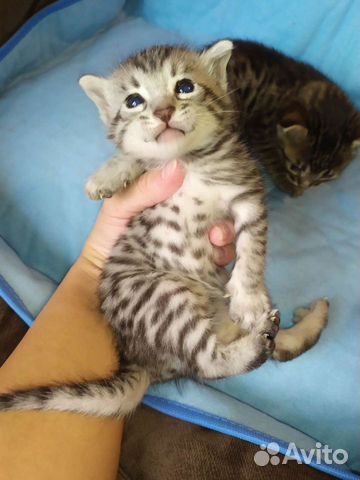 Саванна котик