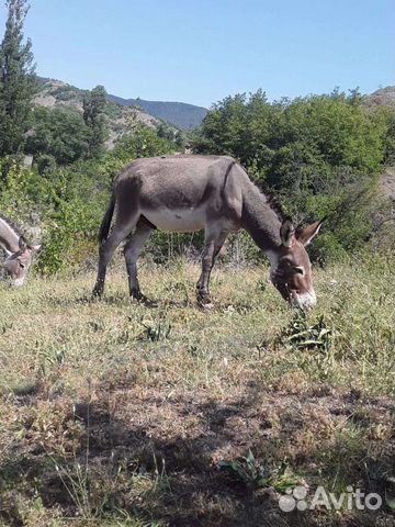 Ослики