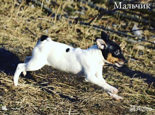 Щенки Той-фокстерьера