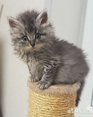 Чудо-малыш сибиряк 1.5 мес