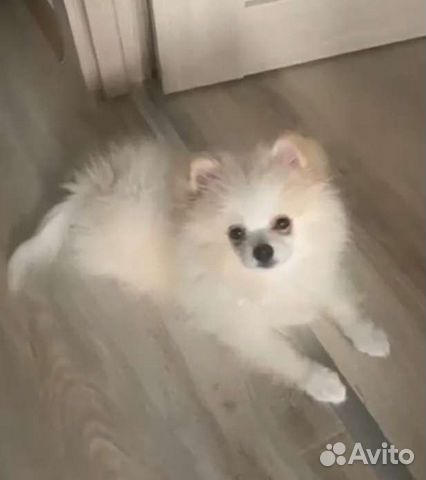 Померанский шпиц мини мишка девочка