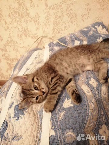 Котёнок марсик ждёт любящих хозяев