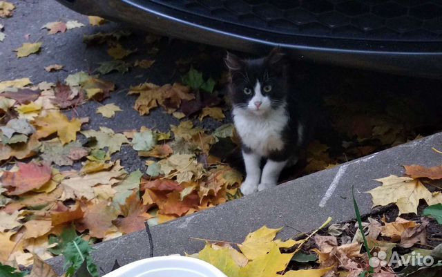 Котёнок милый