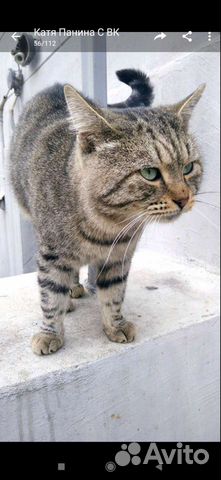 Котик европейской породы и дворянин рыжий в добрые