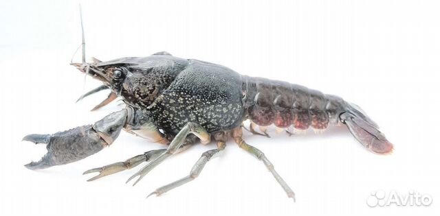 Мраморный рак