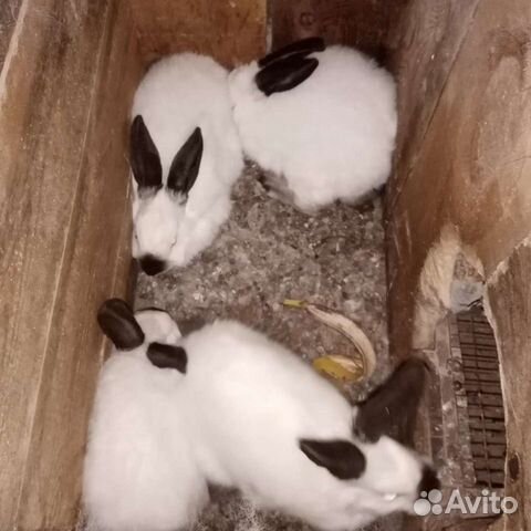 Продам крольчат