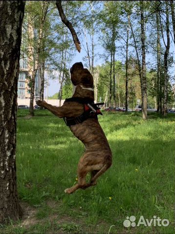 Случка стаффорд тигровый