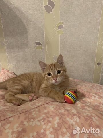 Котёнок Леон в добрые руки