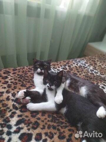 Отдам даром в добрые руки