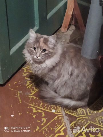 Кошка в дар