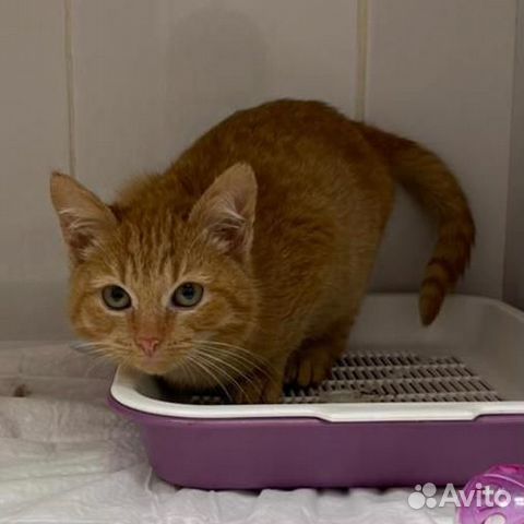 Котёнок в добрые руки