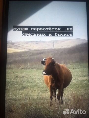 Первотелка бычки