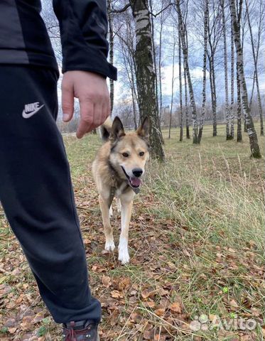 Лайка Джонни в добрые руки