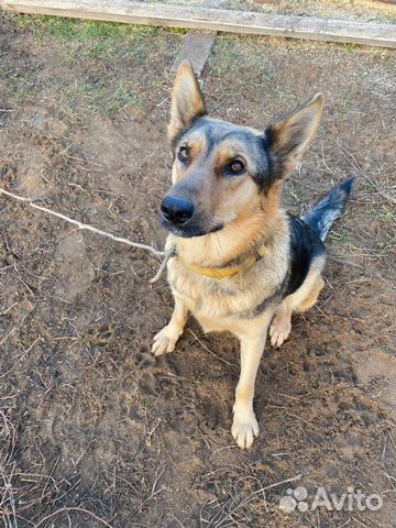 Собака в добрые руки овчарка