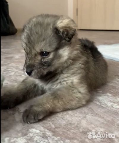 Щенок