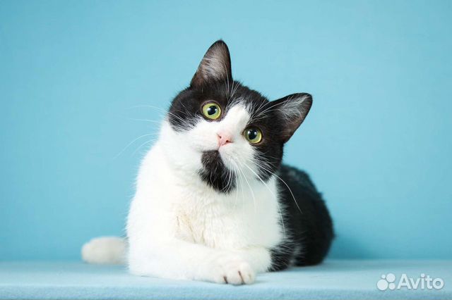 Чаплин. Чтобы Вам больше никогда не было скучно