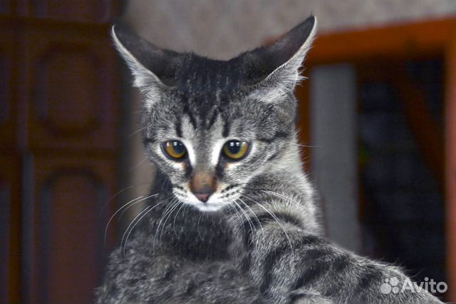 Оригинальный косоглазик-полосатик с изюменкой вдар