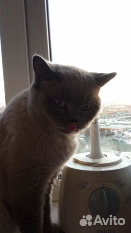 Кот, то ли шотландец то ли британец