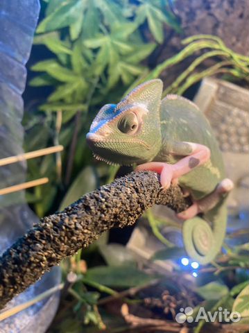 Хамелеон йеменский