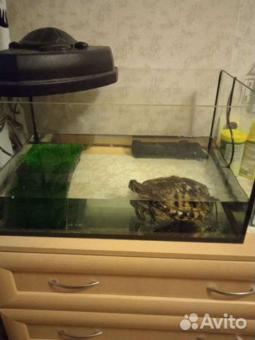 Черепаха с аквариумом