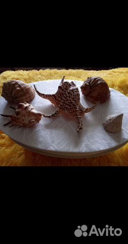 Коралл балянус