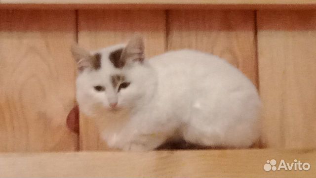 Снежинка кошка