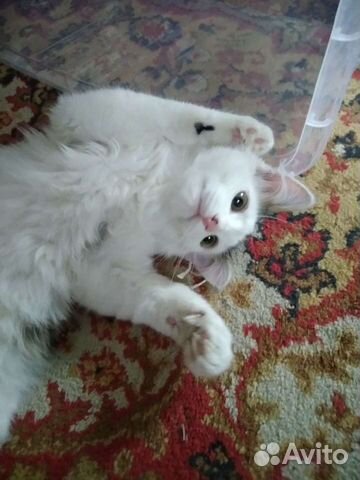 Котик котёнок