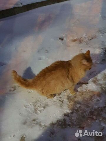 Пухлый рыжий пирожок